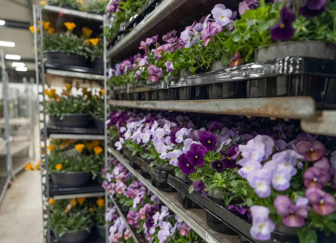 Hoe Intratuin netcongestie omzeilt met een batterij | Vattenfall Grootzakelijk